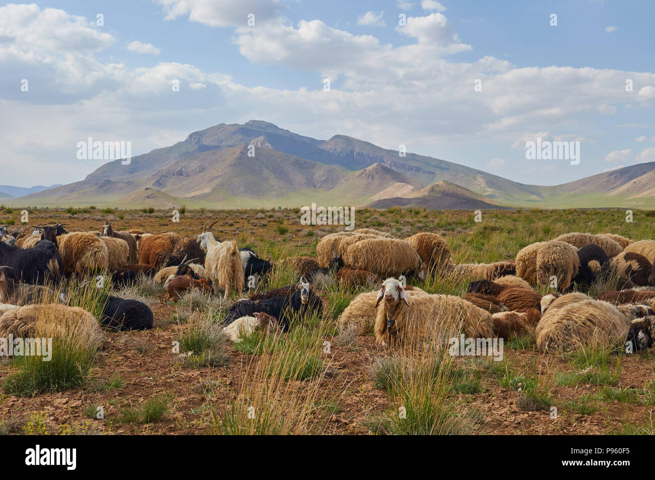 Livestock in Zagros mountains Iran Stock Photo - Alamy