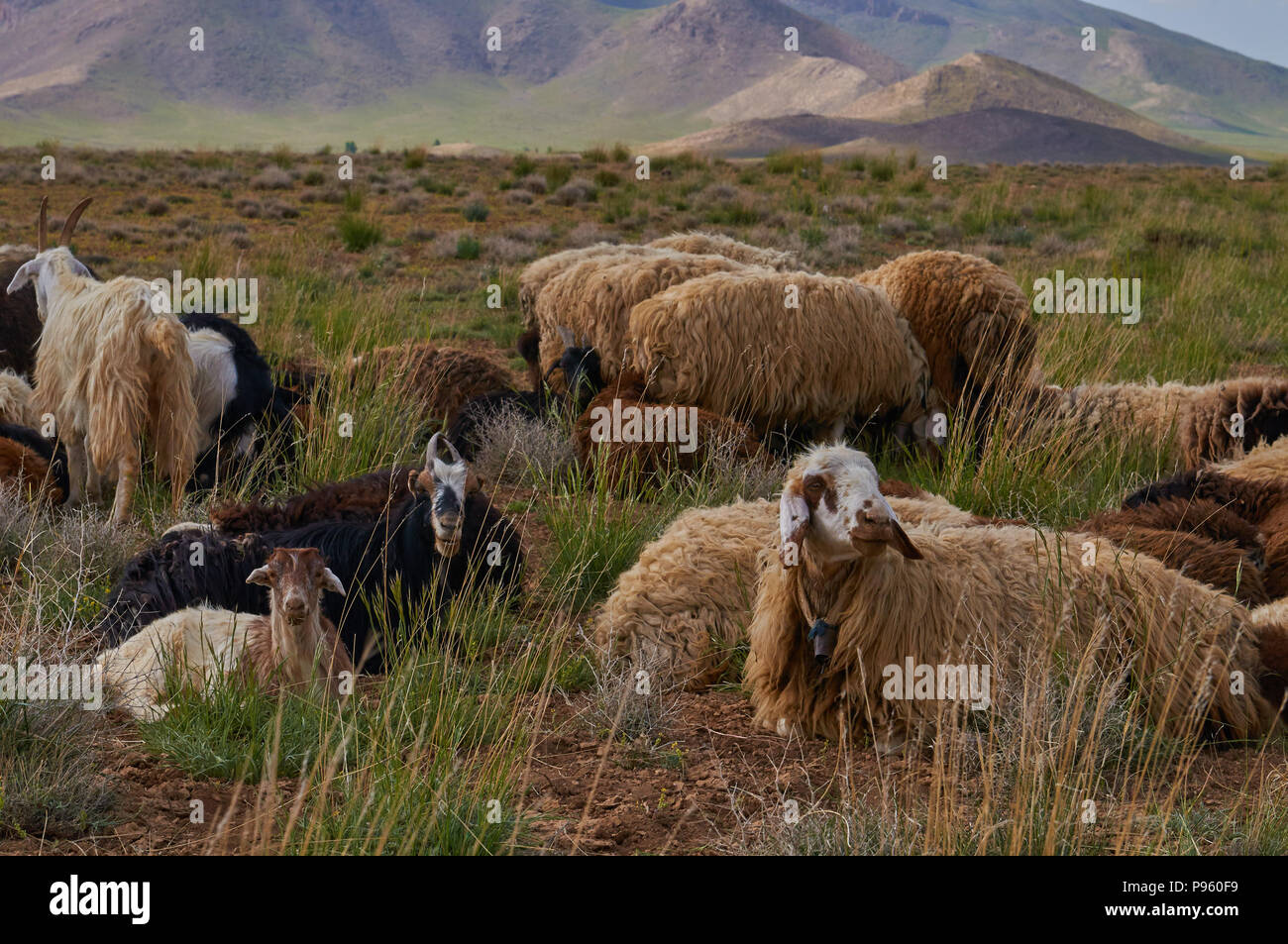 Livestock in Zagros mountains Iran Stock Photo - Alamy