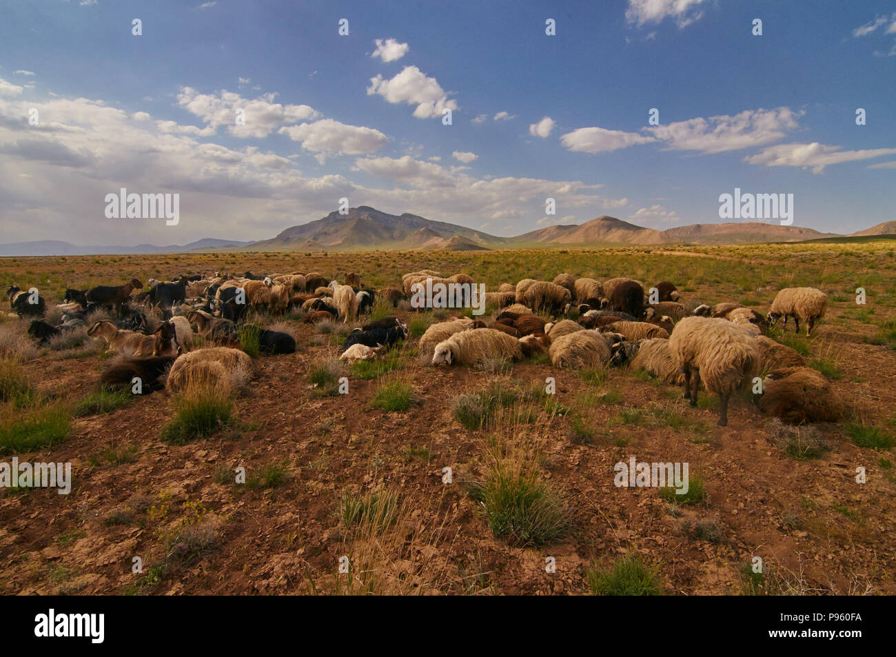 Livestock in Zagros mountains Iran Stock Photo - Alamy