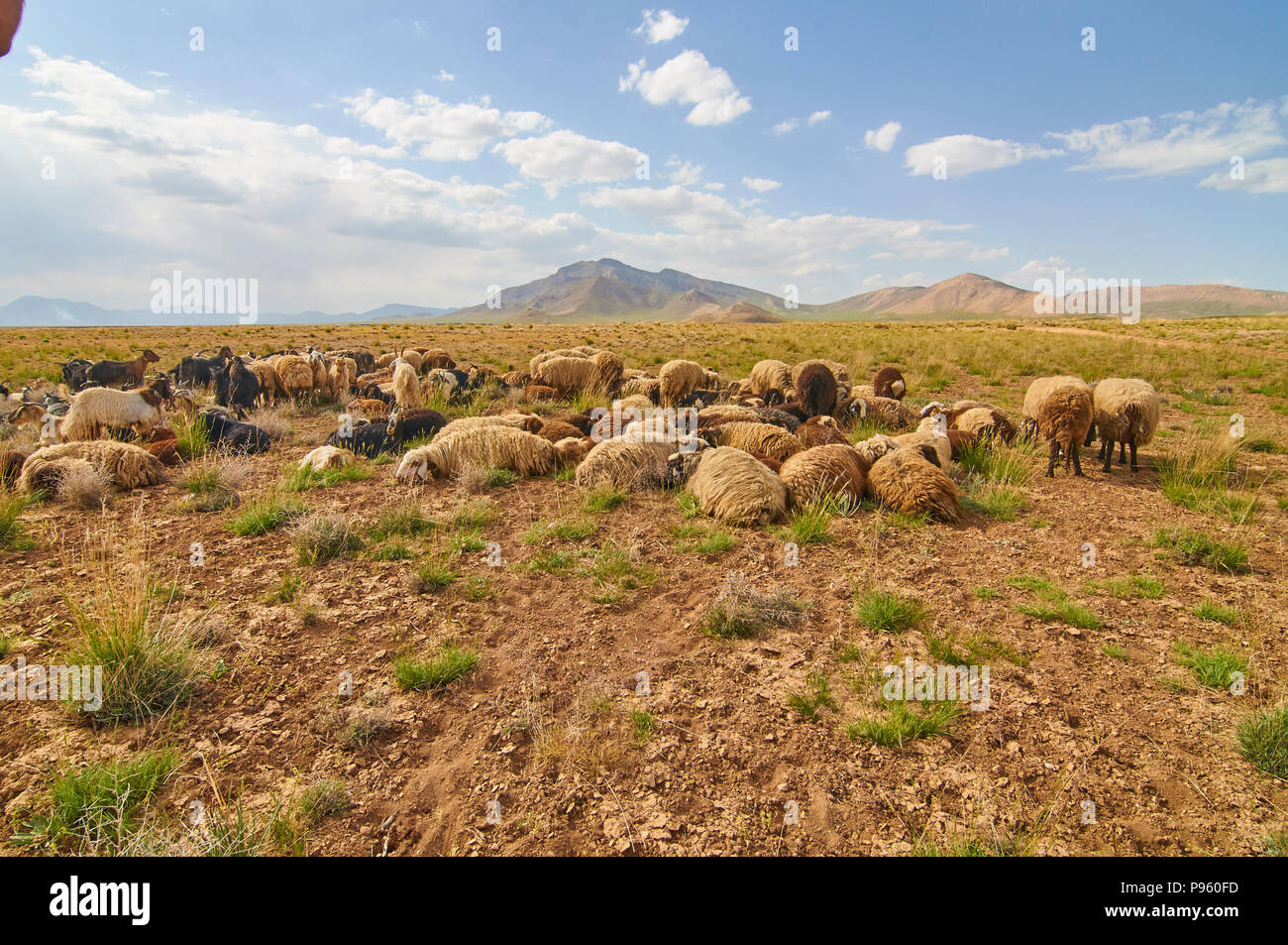 Livestock in Zagros mountains Iran Stock Photo - Alamy
