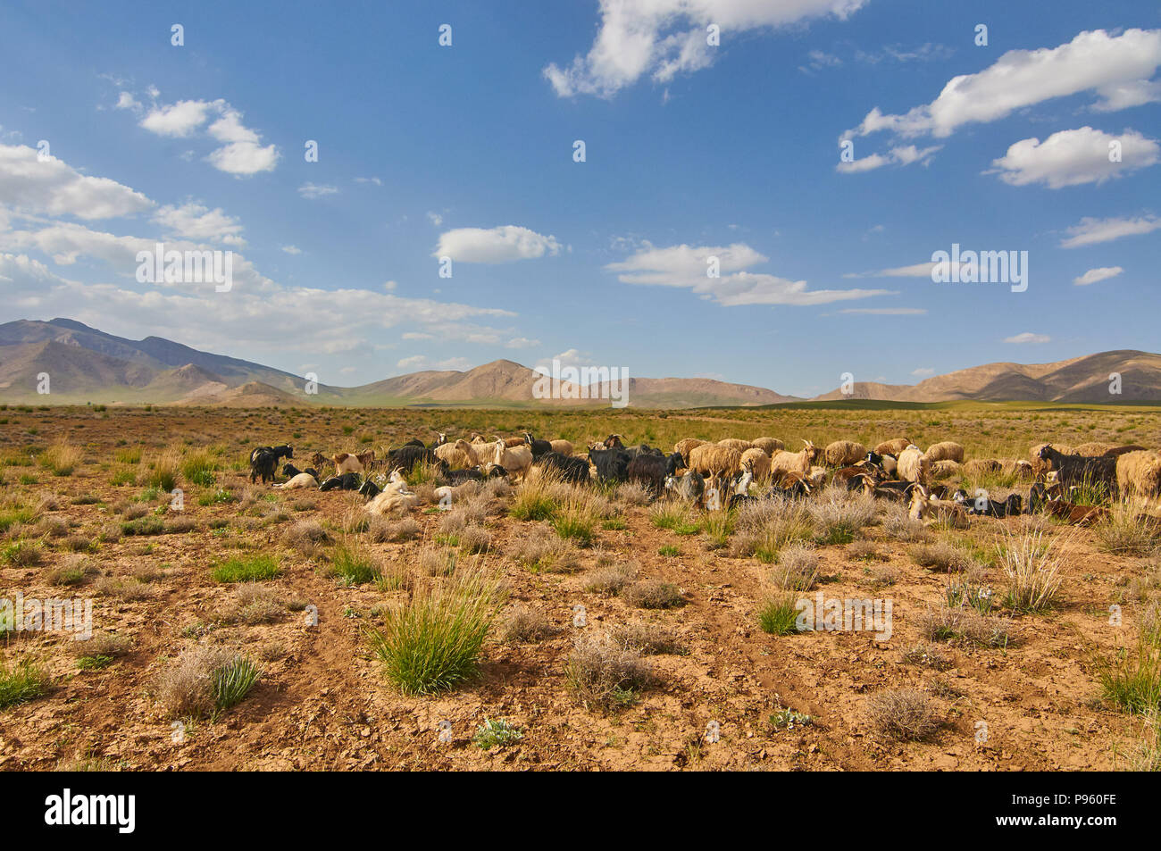 Livestock in Zagros mountains Iran Stock Photo - Alamy
