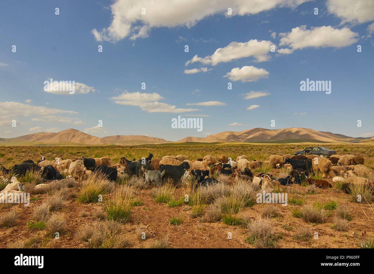 Livestock in Zagros mountains Iran Stock Photo - Alamy