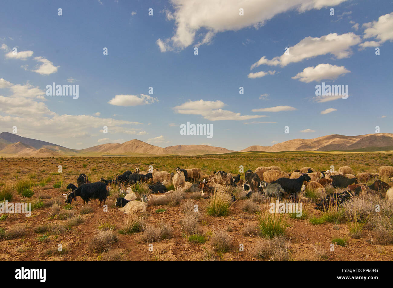 Livestock in Zagros mountains Iran Stock Photo - Alamy