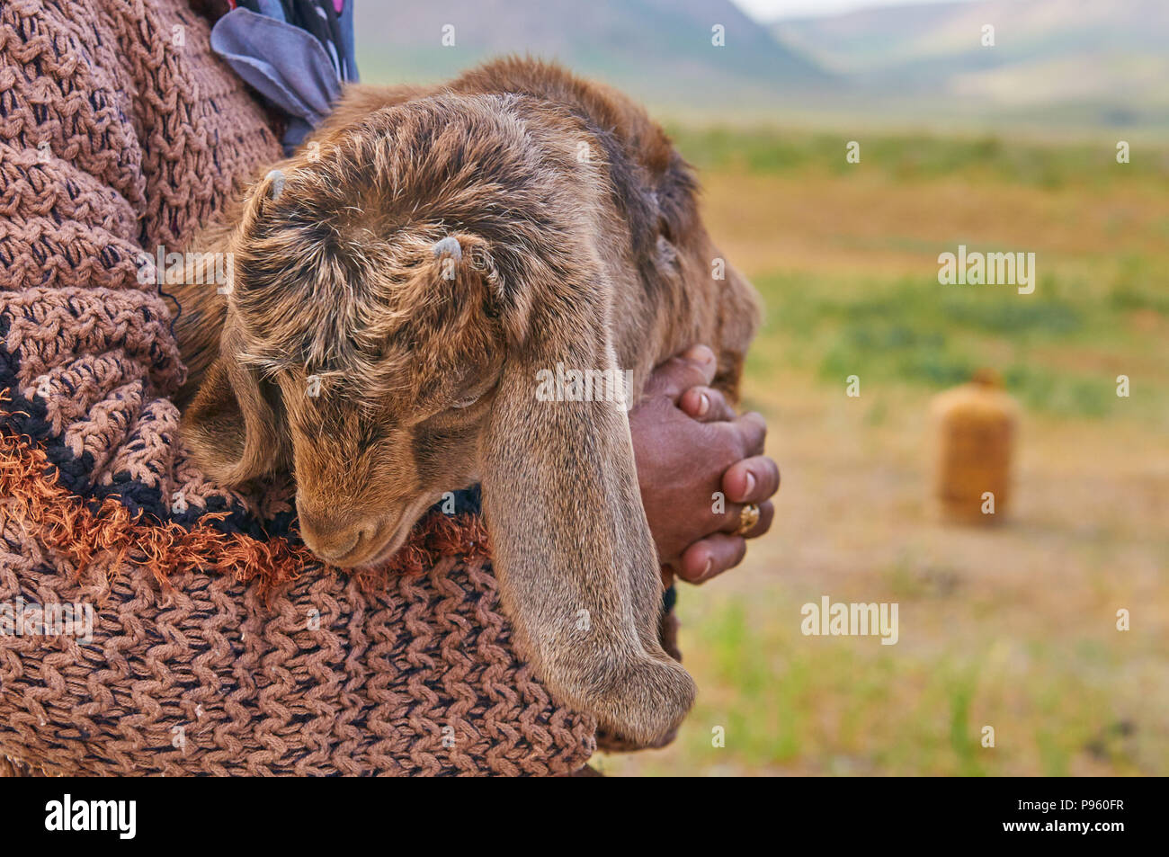 Livestock in Zagros mountains Iran Stock Photo - Alamy
