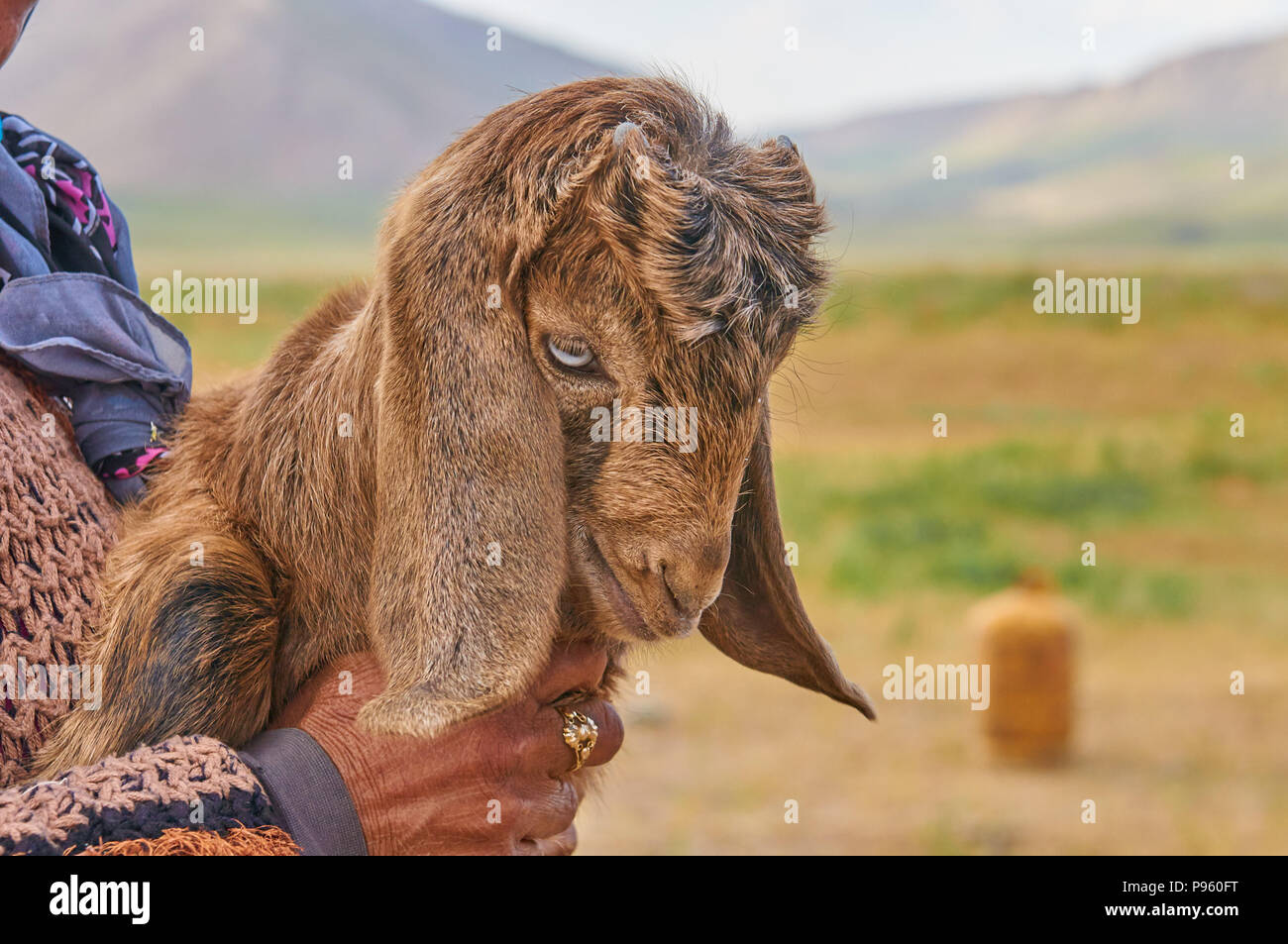 Livestock in Zagros mountains Iran Stock Photo - Alamy