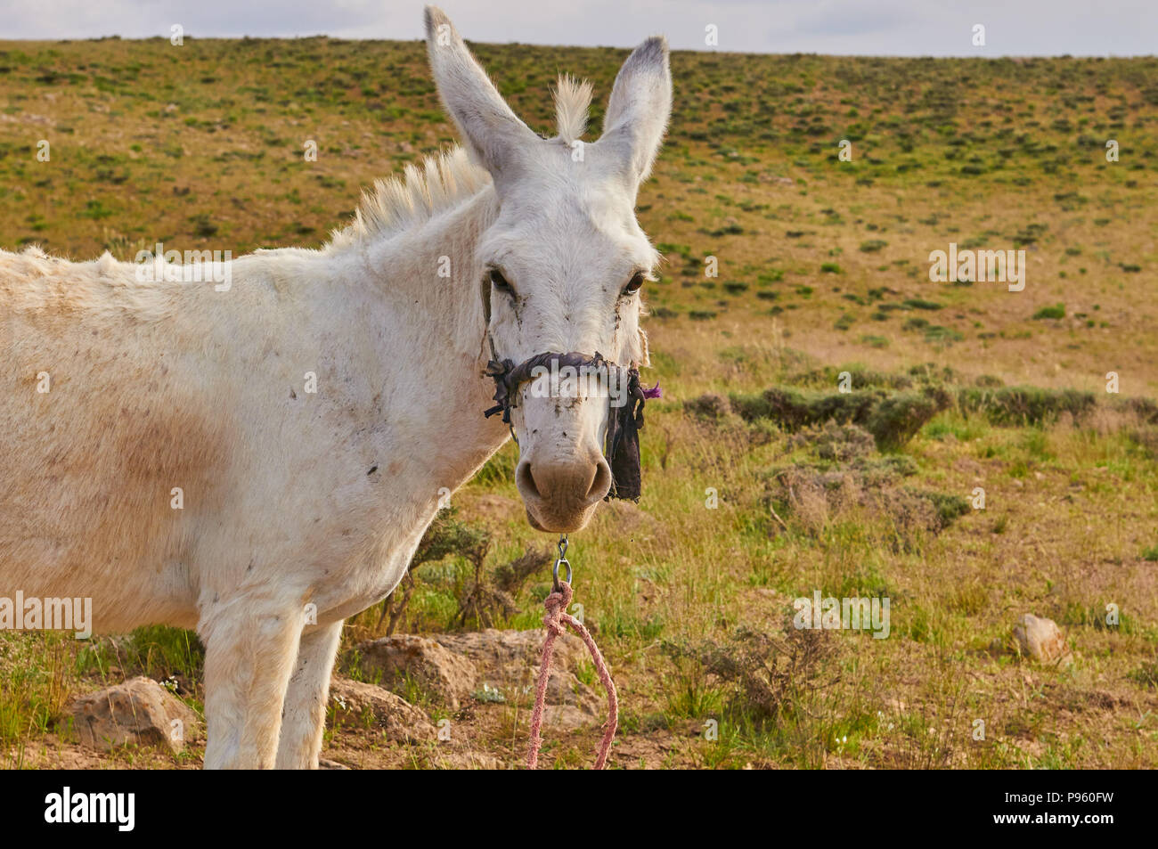 Livestock in Zagros mountains Iran Stock Photo - Alamy