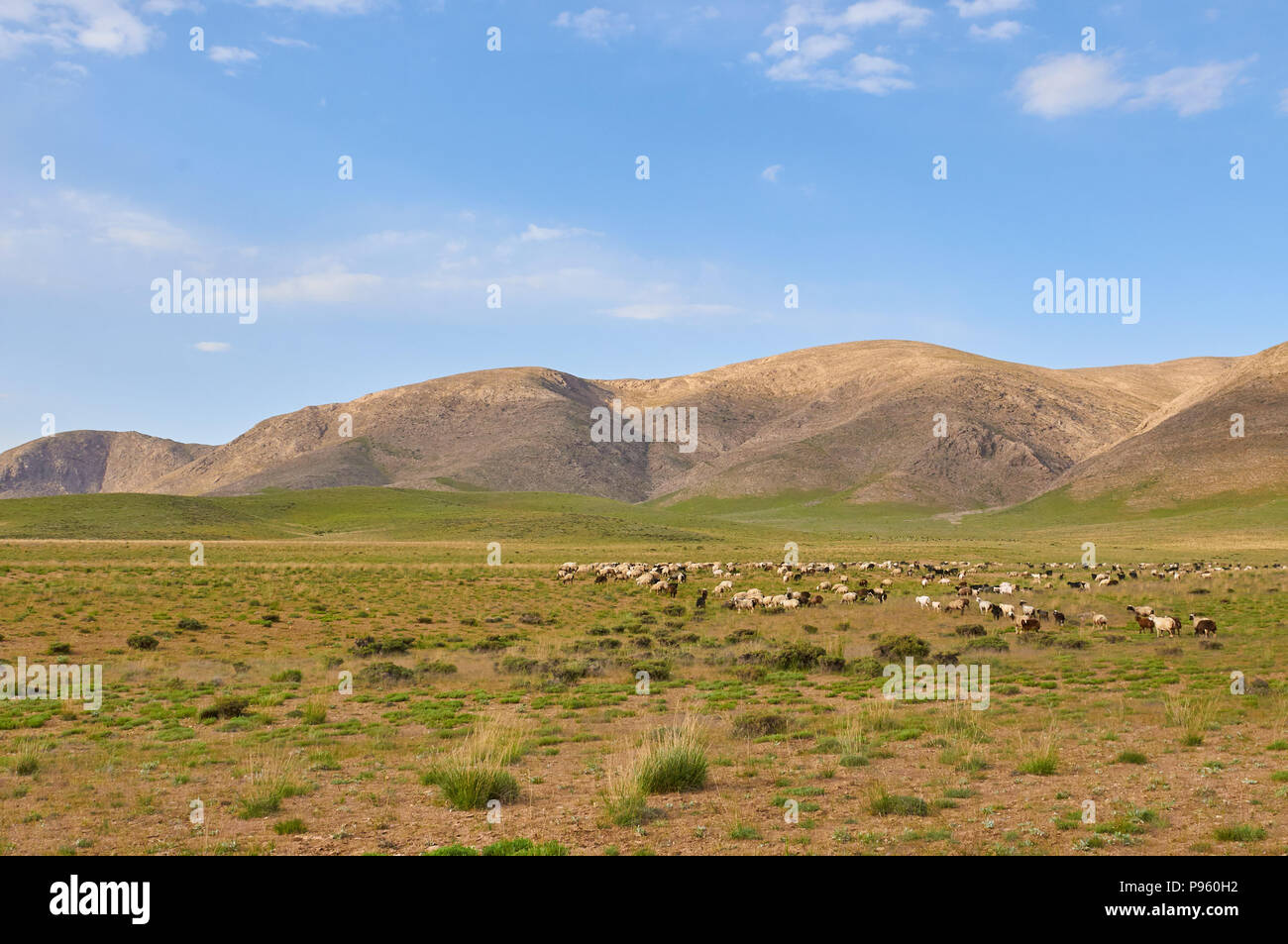 Livestock in Zagros mountains Iran Stock Photo - Alamy