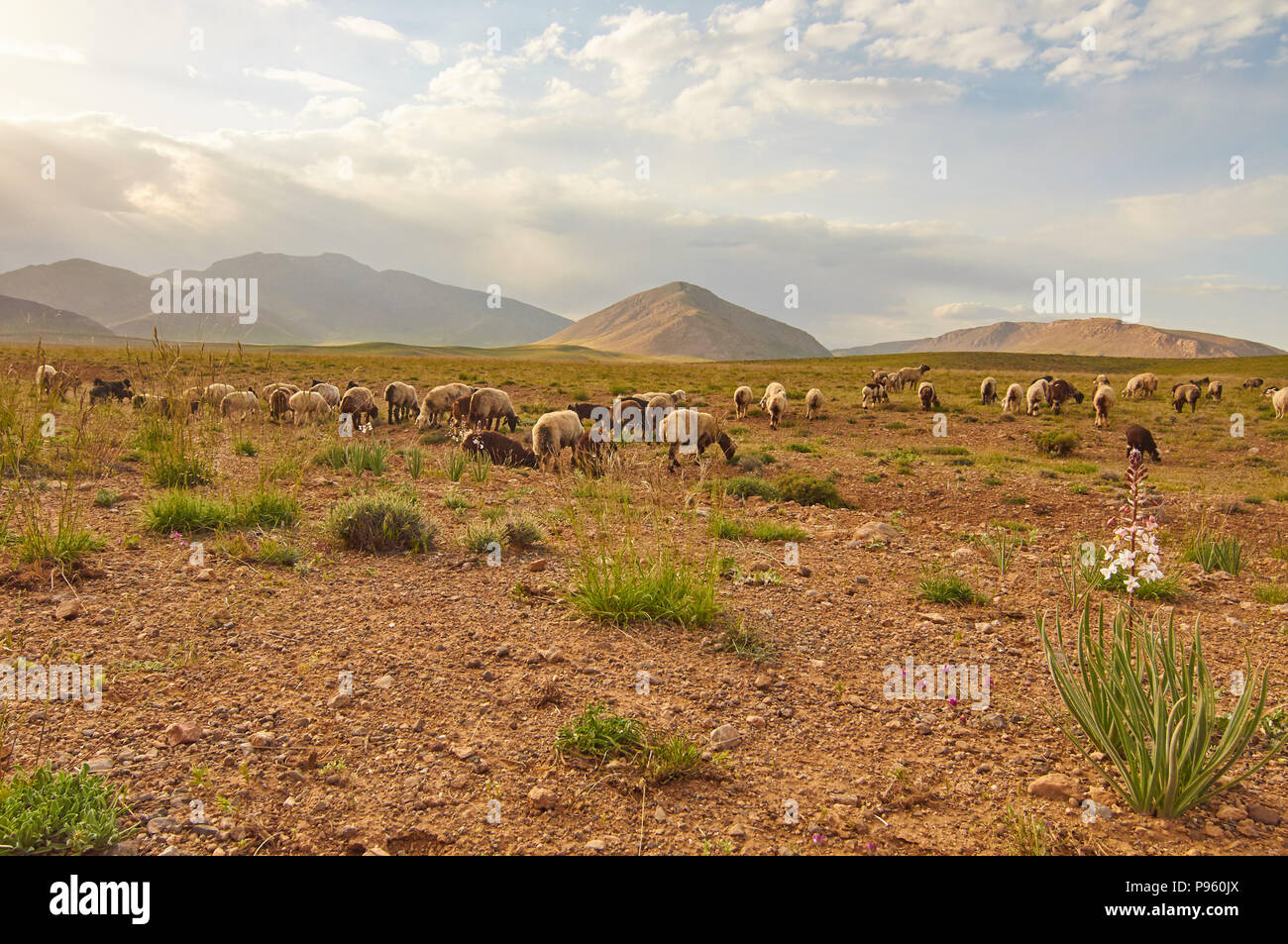 Livestock in Zagros mountains Iran Stock Photo - Alamy