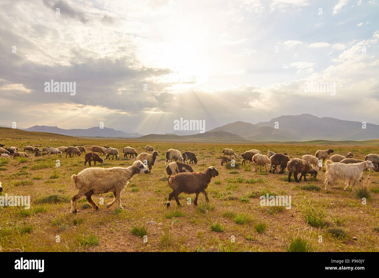 Livestock in Zagros mountains Iran Stock Photo - Alamy