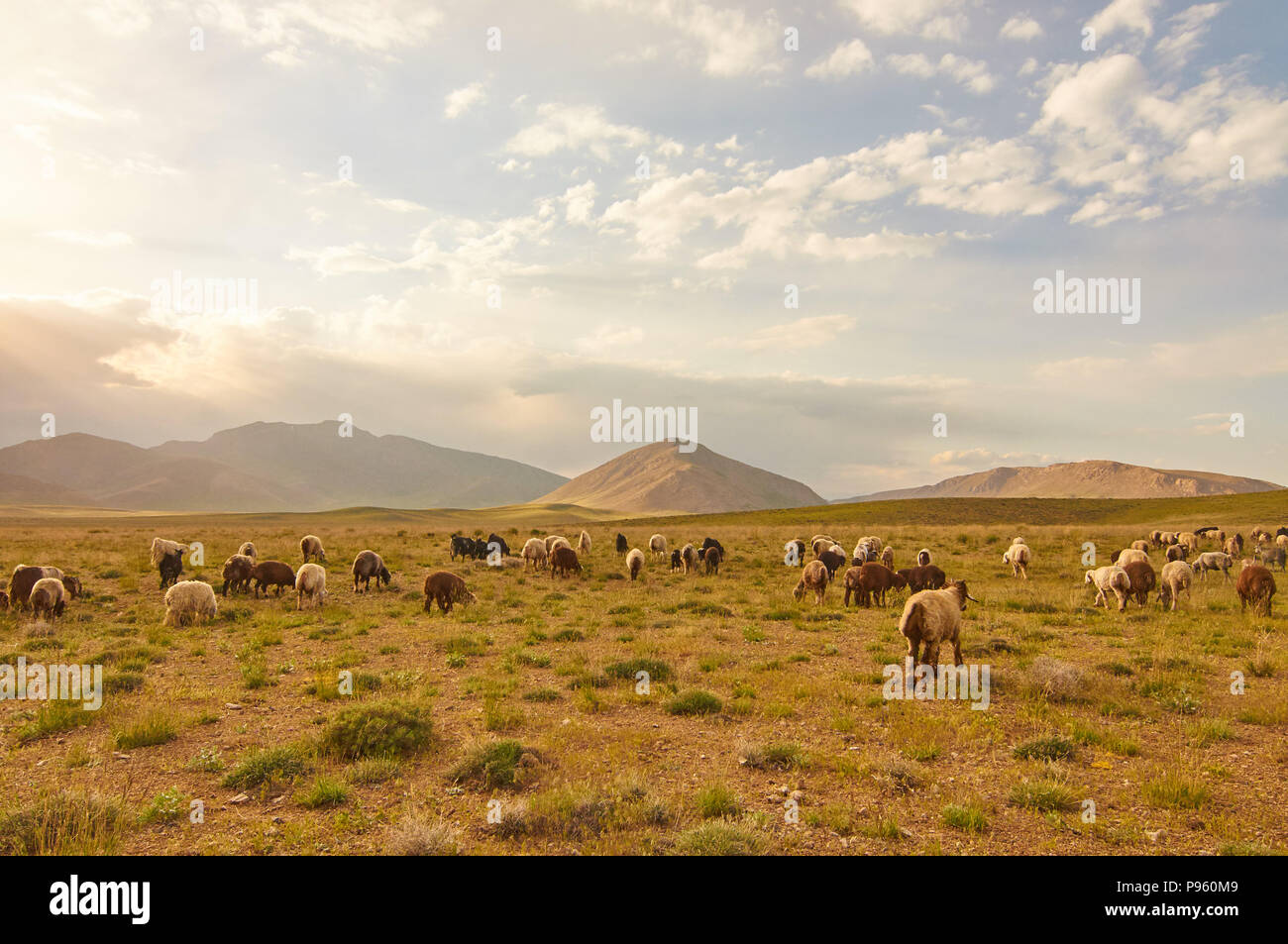 Livestock in Zagros mountains Iran Stock Photo - Alamy