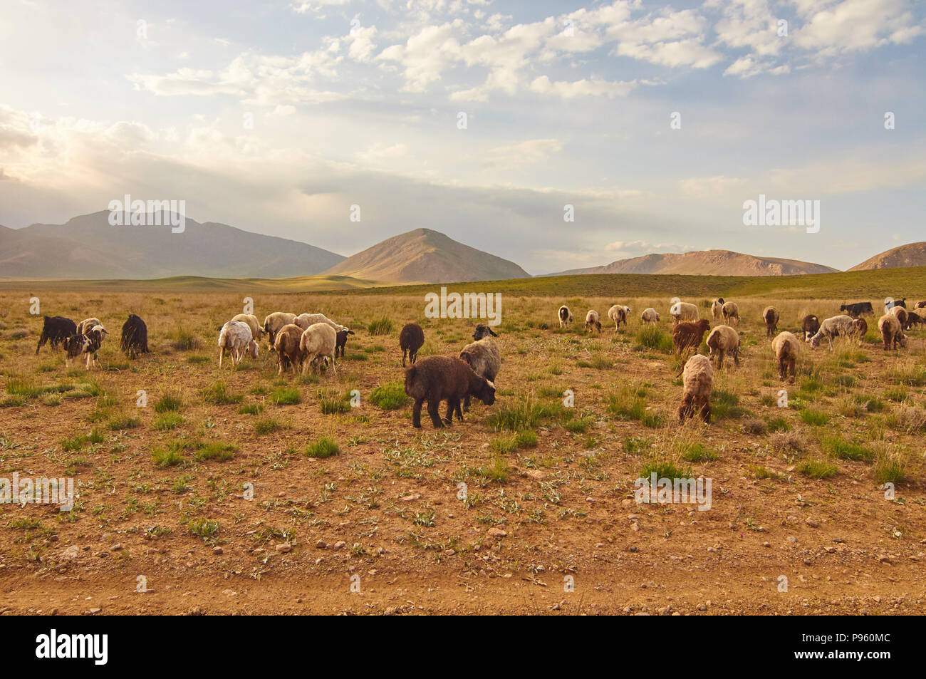 Livestock in Zagros mountains Iran Stock Photo - Alamy