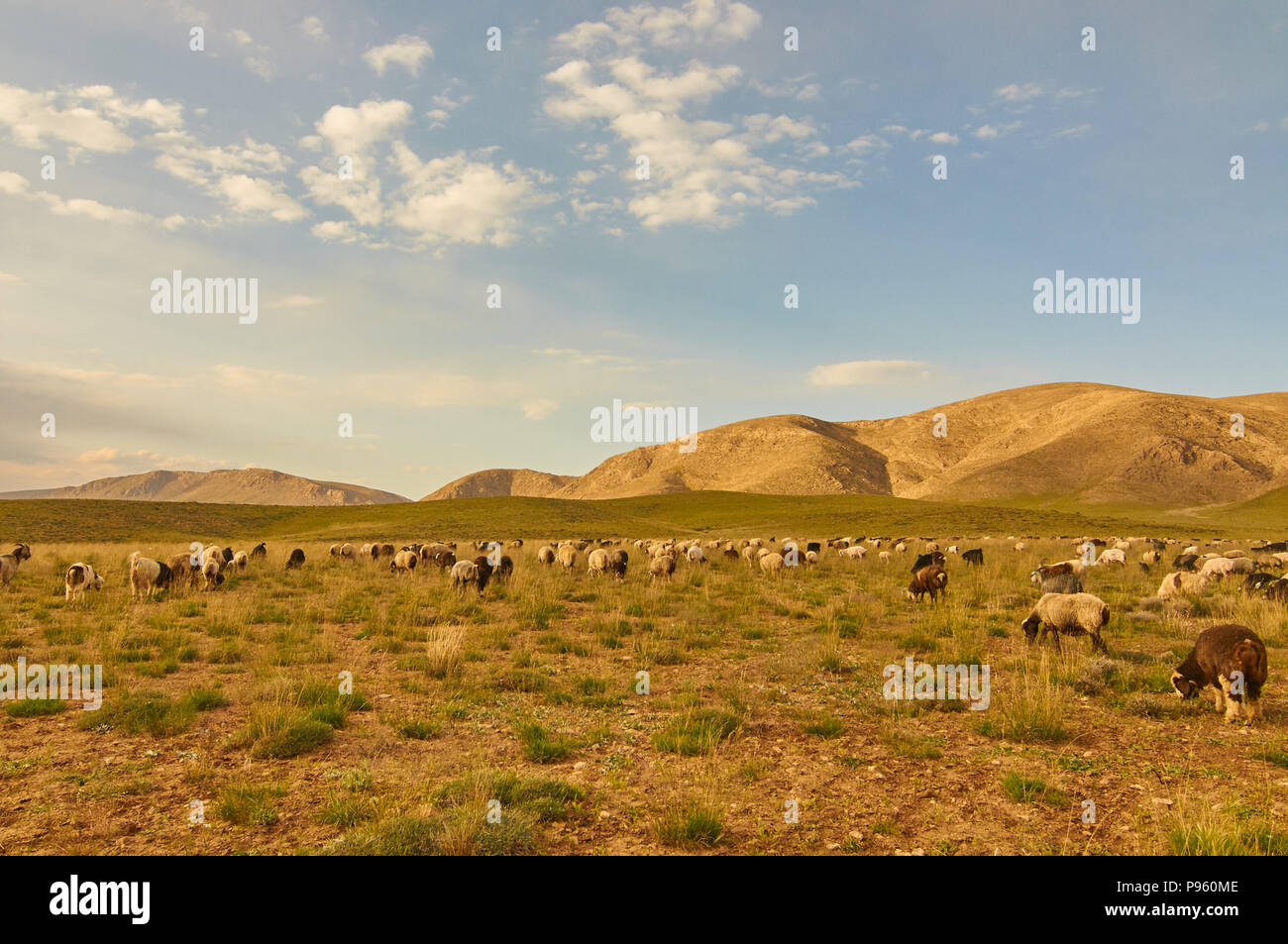 Livestock in Zagros mountains Iran Stock Photo - Alamy