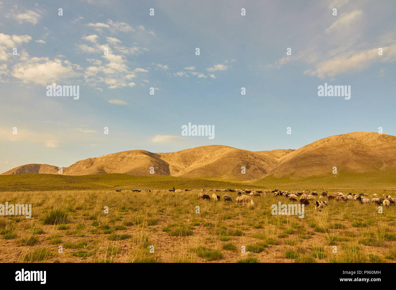 Livestock in Zagros mountains Iran Stock Photo - Alamy