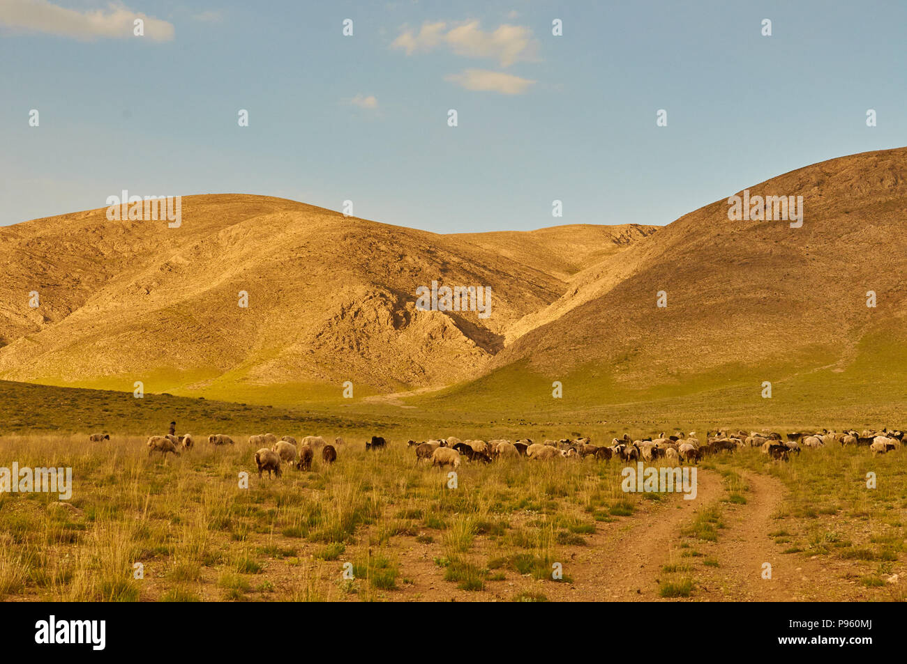 Livestock in Zagros mountains Iran Stock Photo - Alamy