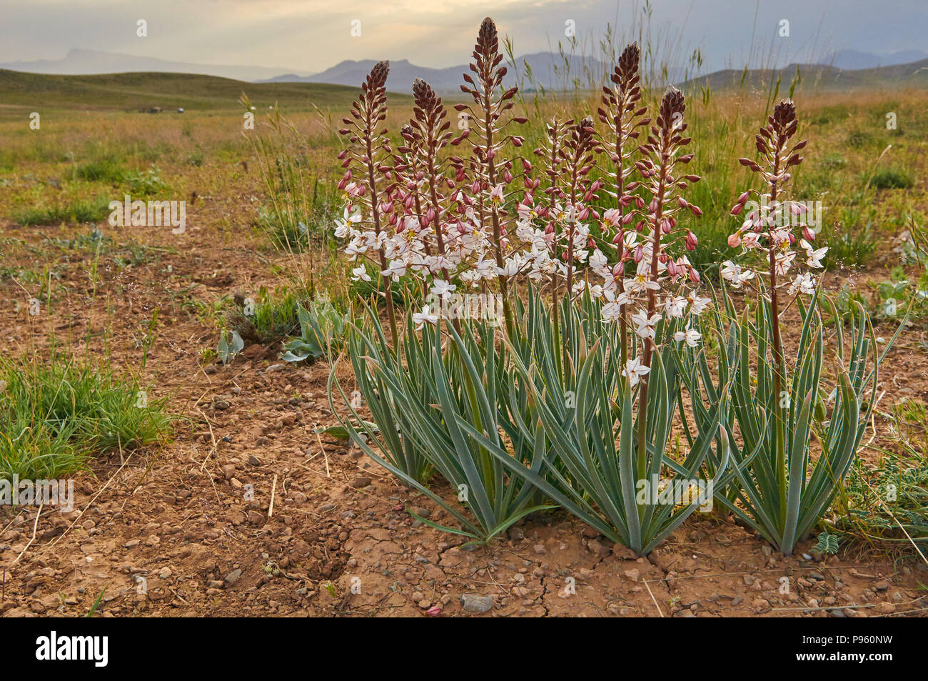 Livestock in Zagros mountains Iran Stock Photo - Alamy