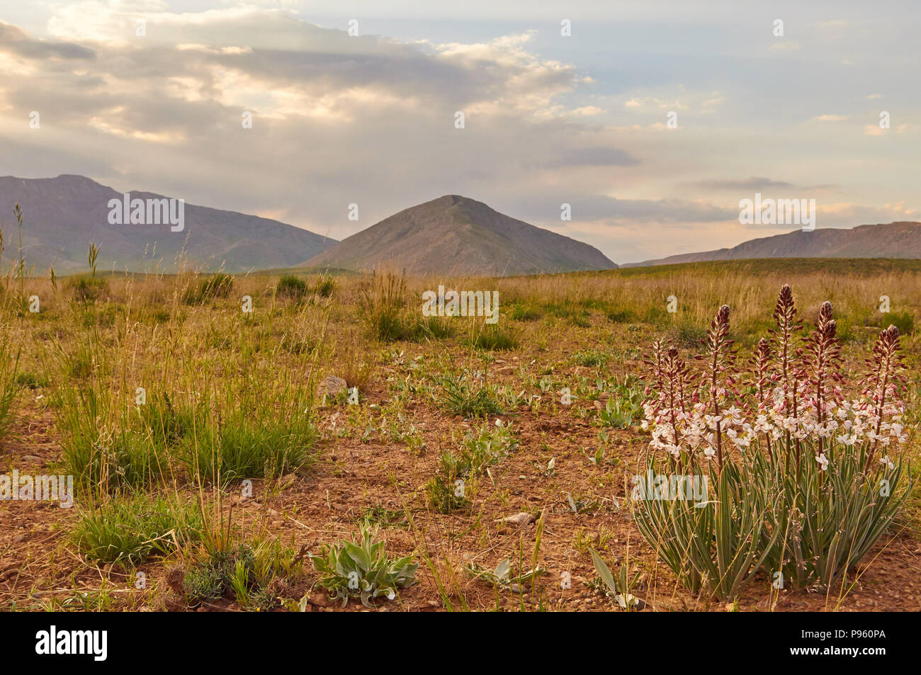 Livestock in Zagros mountains Iran Stock Photo - Alamy