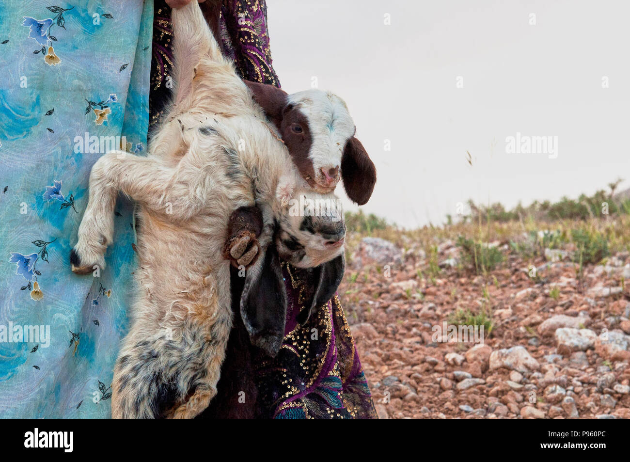 Livestock in Zagros mountains Iran Stock Photo - Alamy