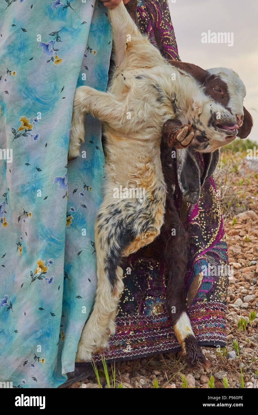 Livestock in Zagros mountains Iran Stock Photo - Alamy