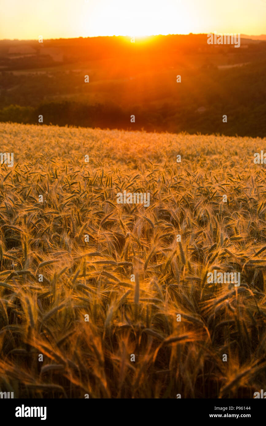 Wheat harvest time in the southern French countryside region of ...