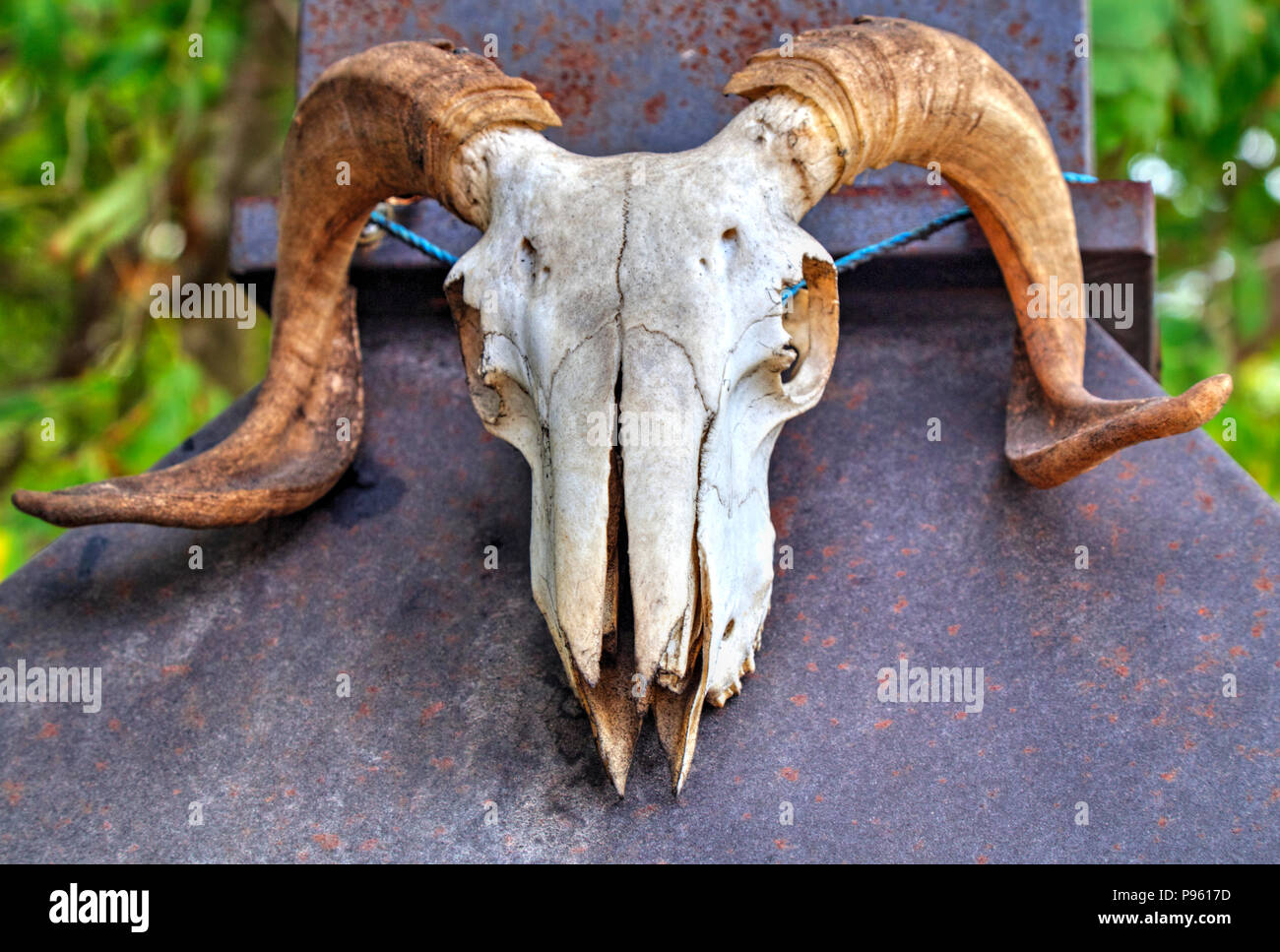 Ram skull closeup Stock Photo - Alamy