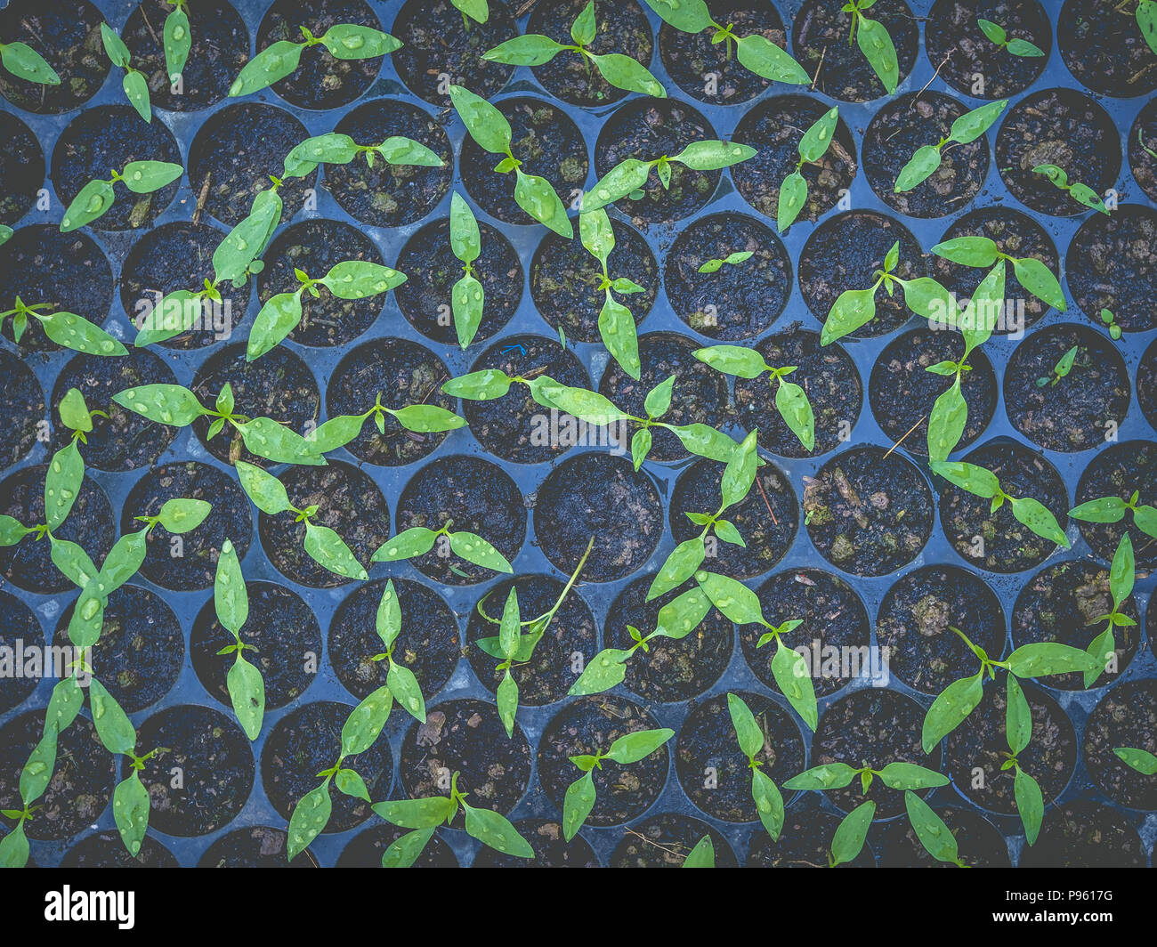 Top view of many young plant and fresh sapling in the pot, Greenery of ...