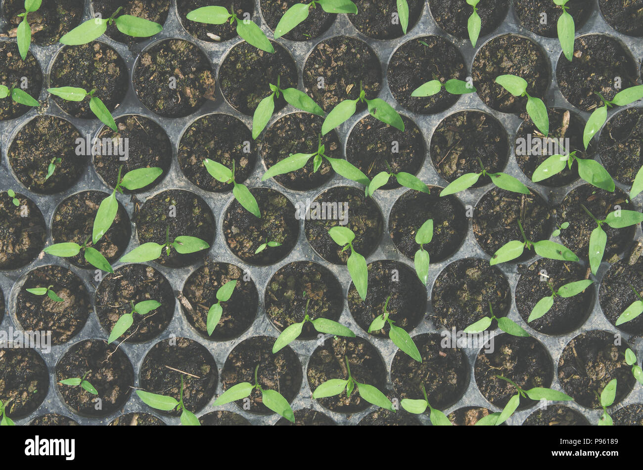 Top view of many young plant and fresh sapling in the pot, Greenery of ...