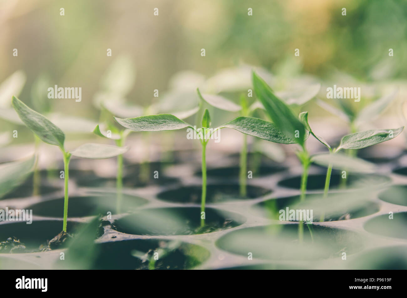 Close - up of young plant and fresh sapling in the pot, Greenery of ...