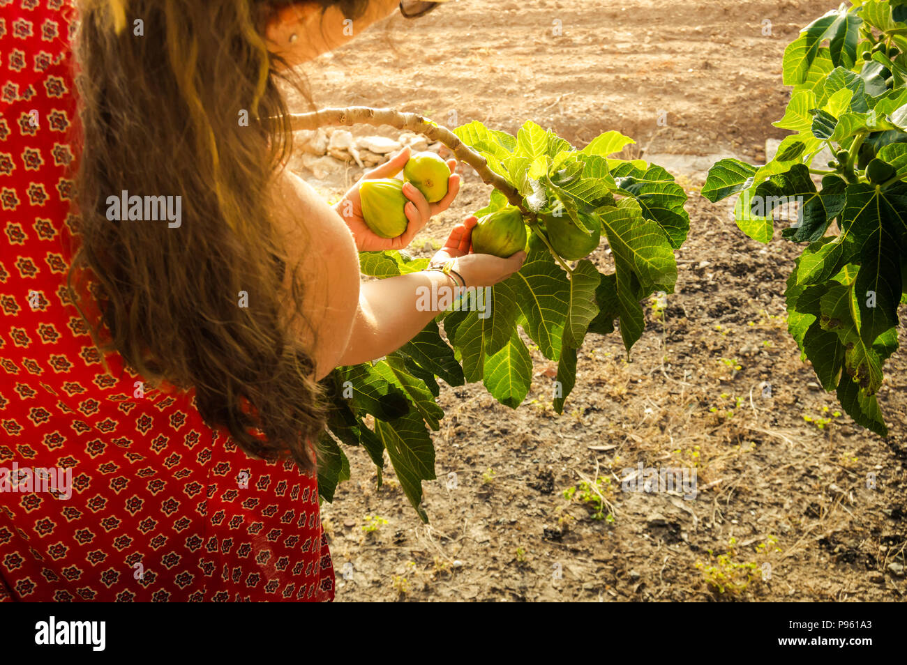 Young woman picking huge figs from the tree in an ecological field ...