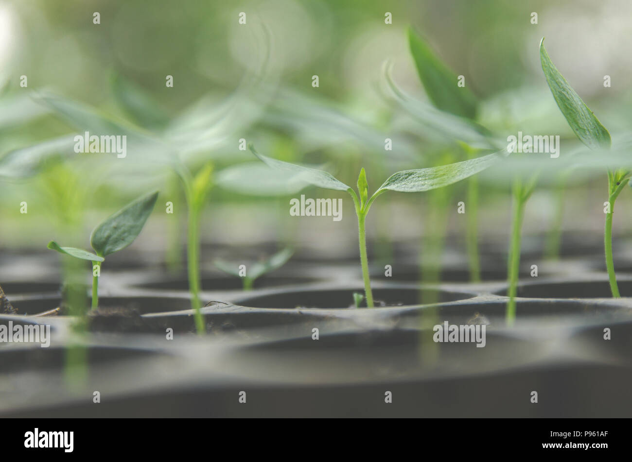 Close - up of young plant and fresh sapling in the pot, Greenery of ...