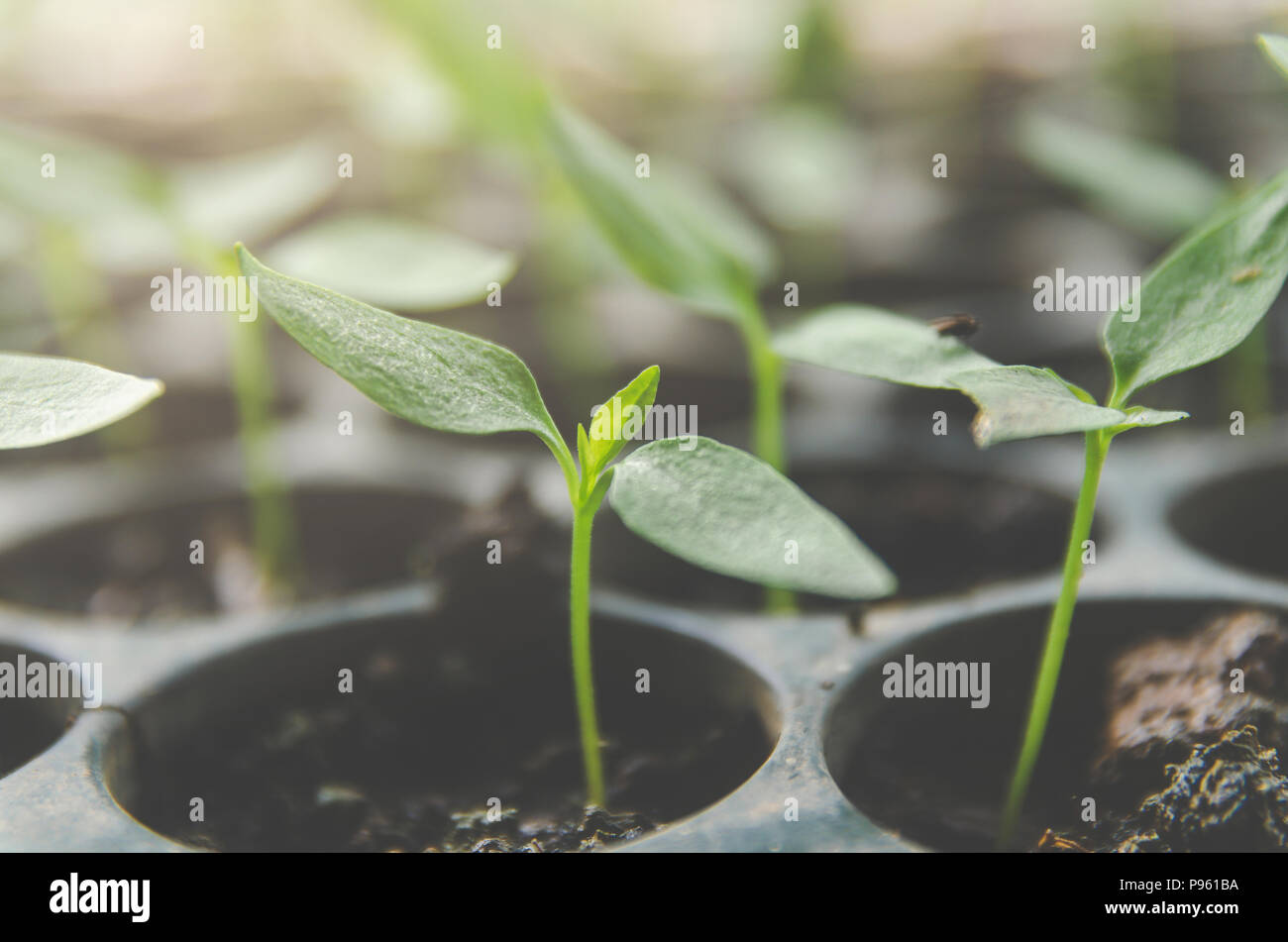 Close - up of young plant and fresh sapling in the pot, Greenery of ...