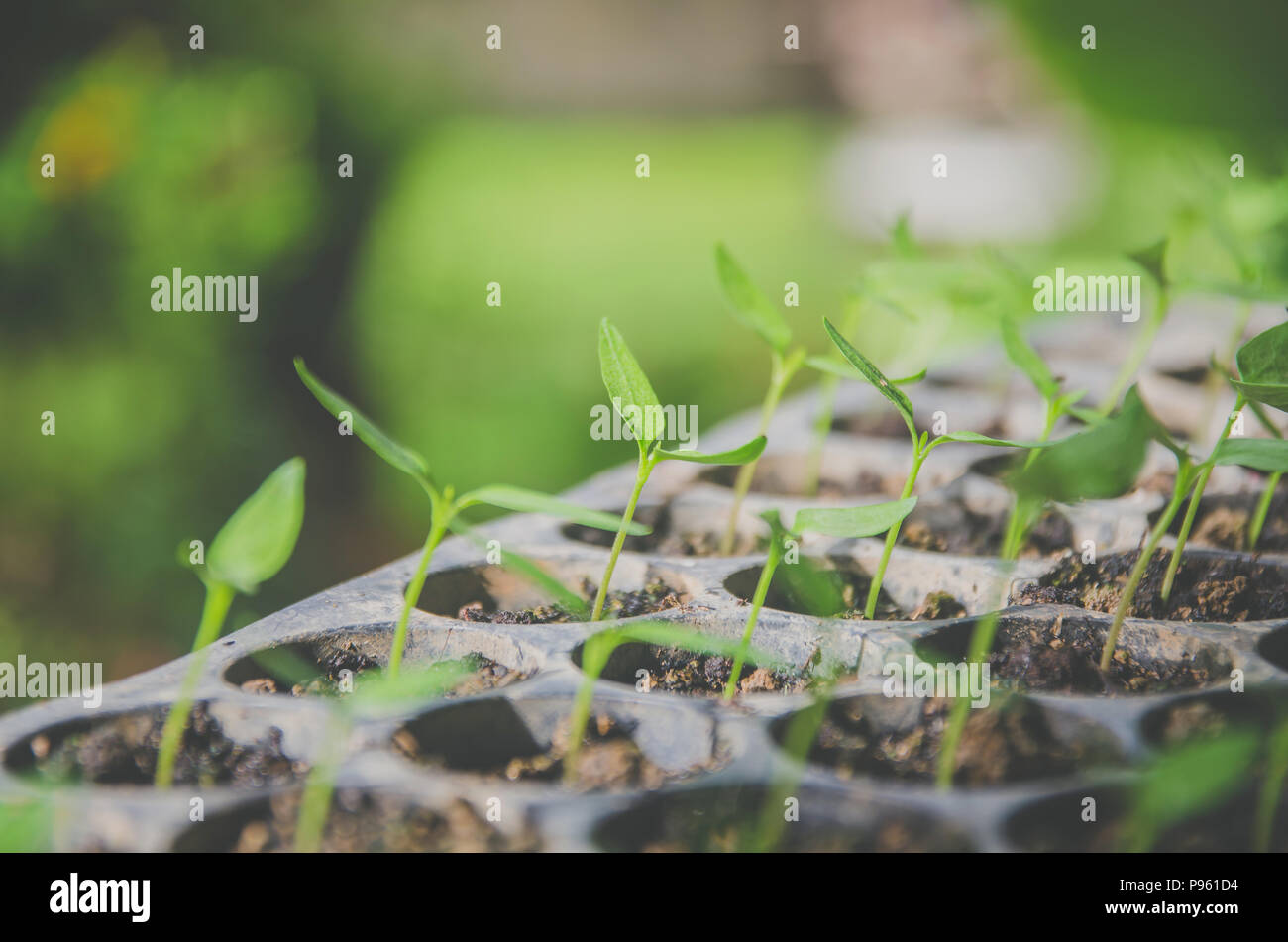 Close - up of young plant and fresh sapling in the pot, Greenery of ...