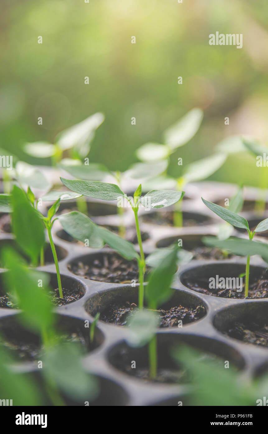 Close - up of young plant and fresh sapling in the pot, Greenery of ...
