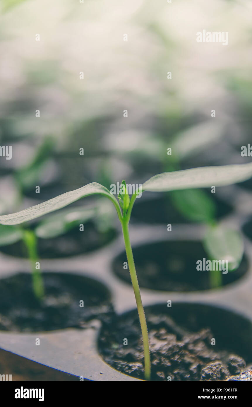 Close - up of young plant and fresh sapling in the pot, Greenery of ...