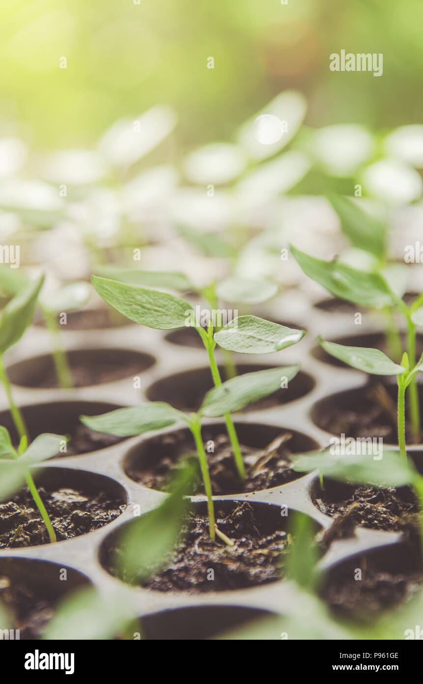 Close - up of young plant and fresh sapling in the pot, Greenery of ...