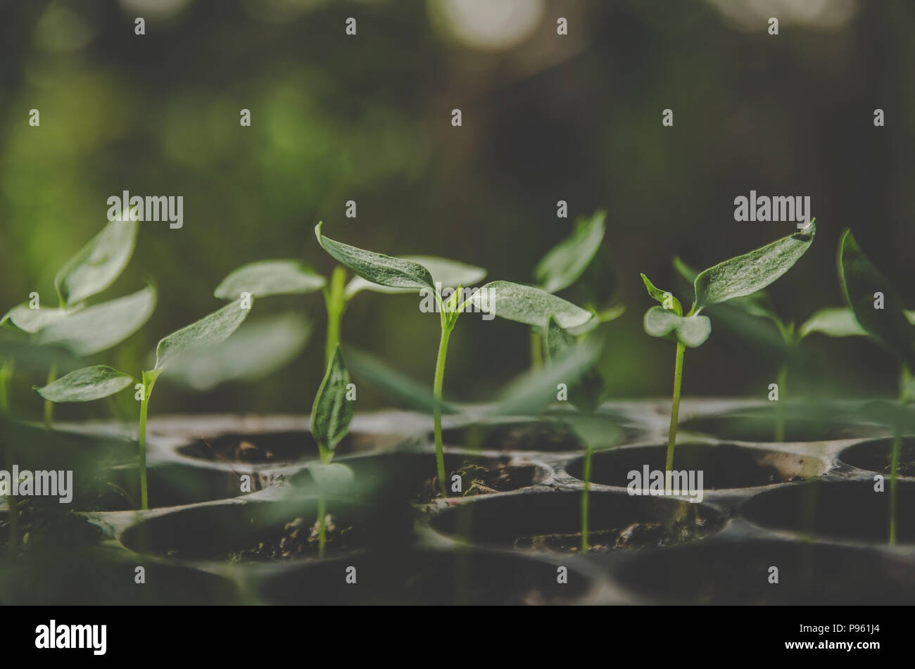 Close - up of young plant and fresh sapling in the pot, Greenery of ...