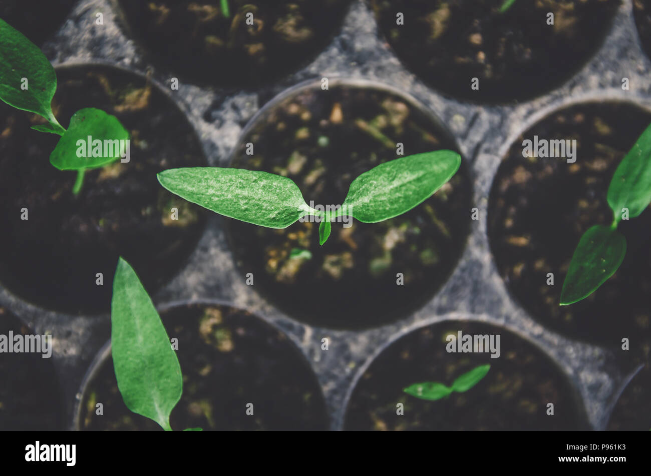 Top view of many young plant and fresh sapling in the pot, Greenery of ...