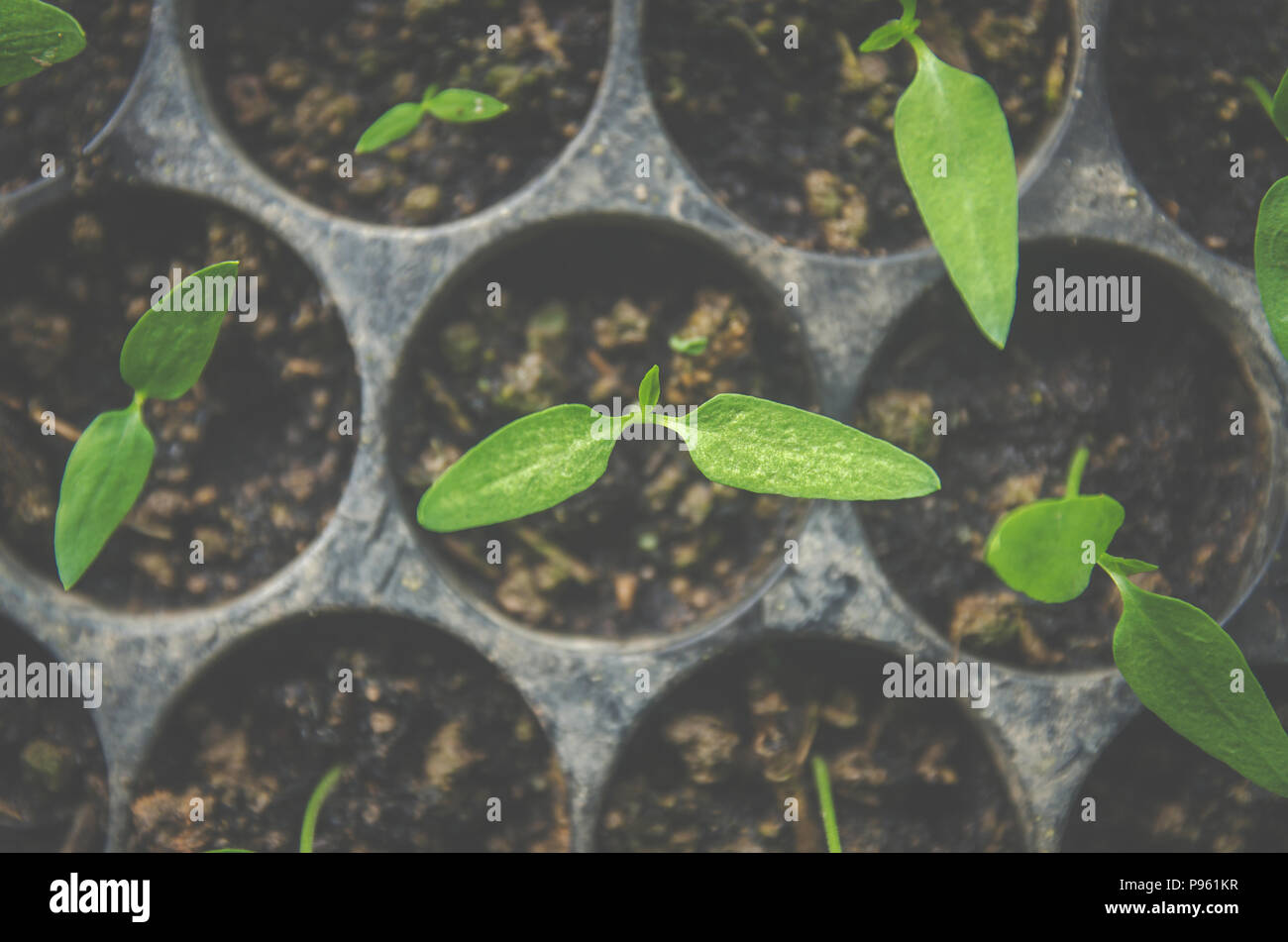 Top view of many young plant and fresh sapling in the pot, Greenery of ...