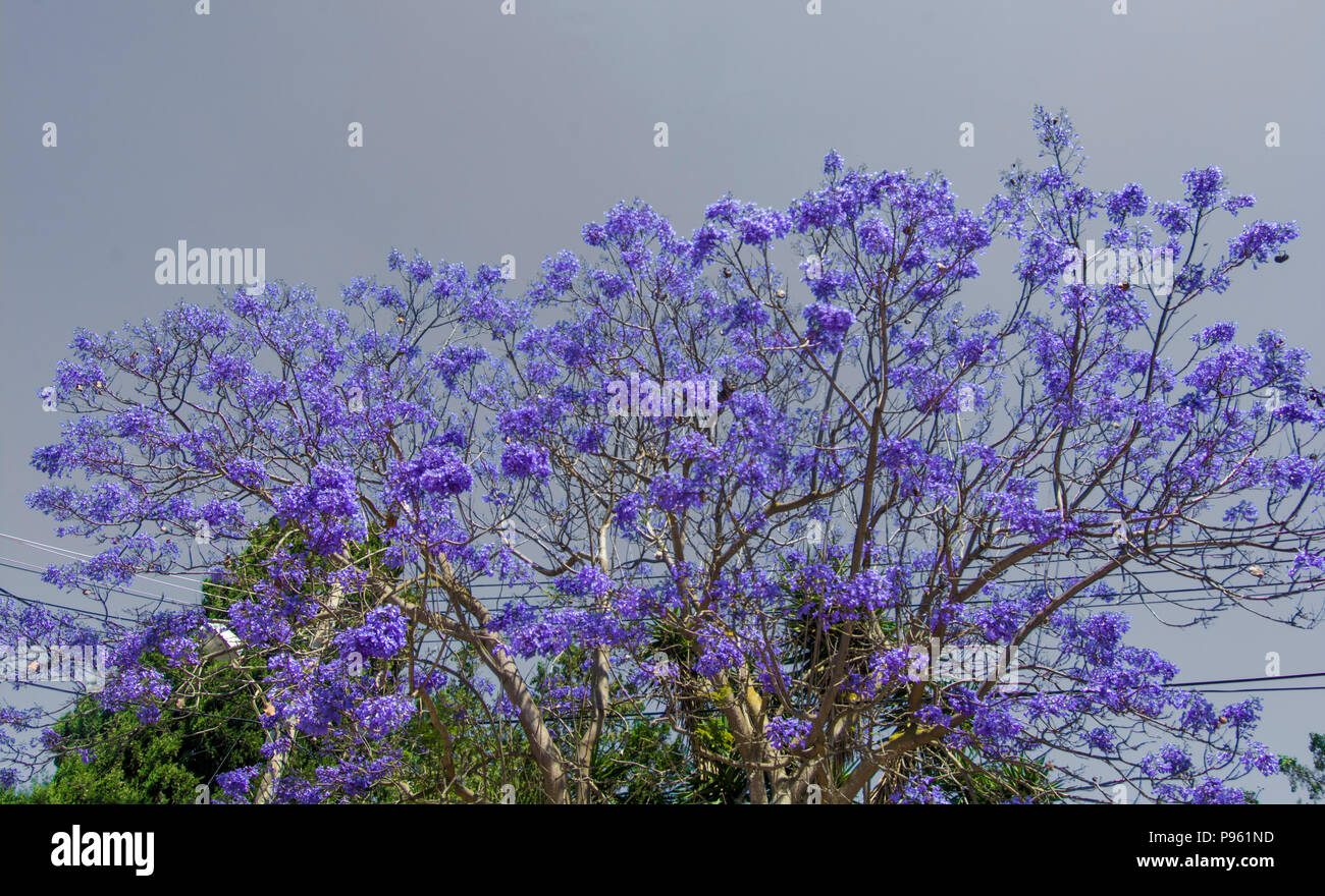 Blue jacaranda hi-res stock photography and images - Alamy