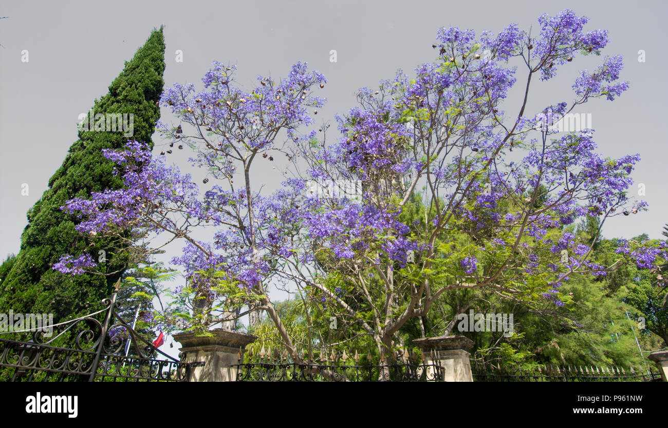 Pink jacaranda hi-res stock photography and images - Alamy