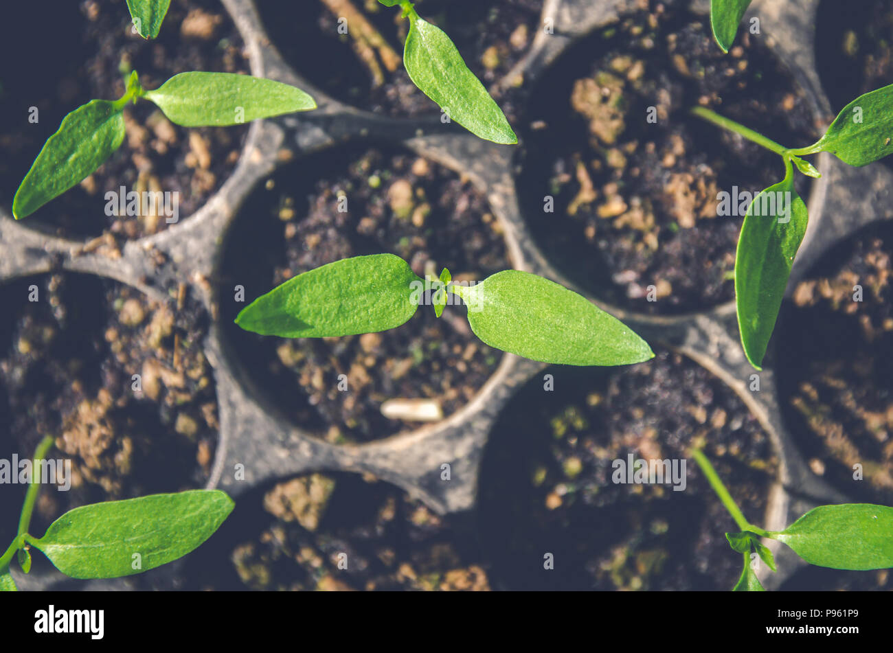 Top view of many young plant and fresh sapling in the pot, Greenery of ...