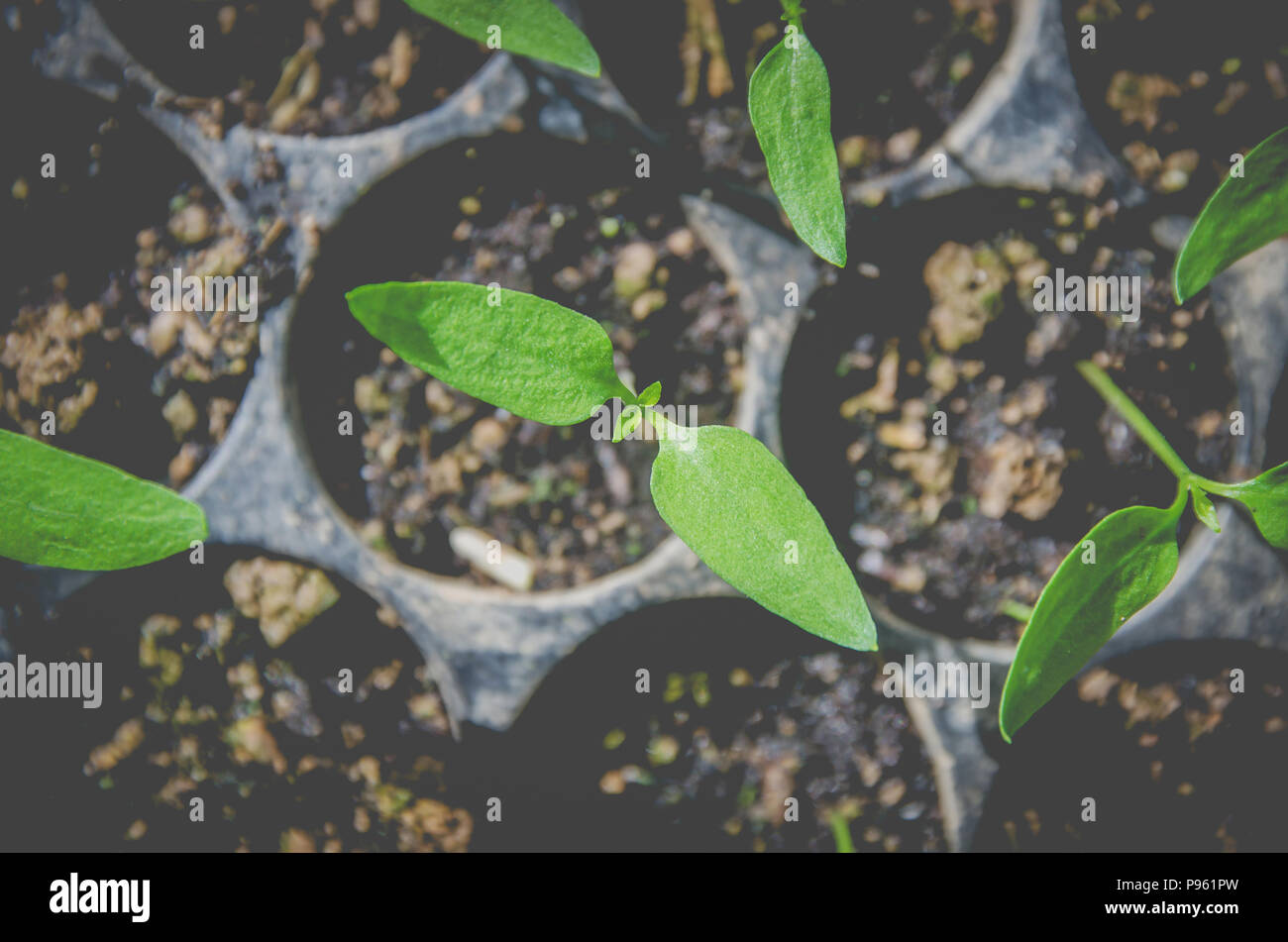 Top view of many young plant and fresh sapling in the pot, Greenery of ...