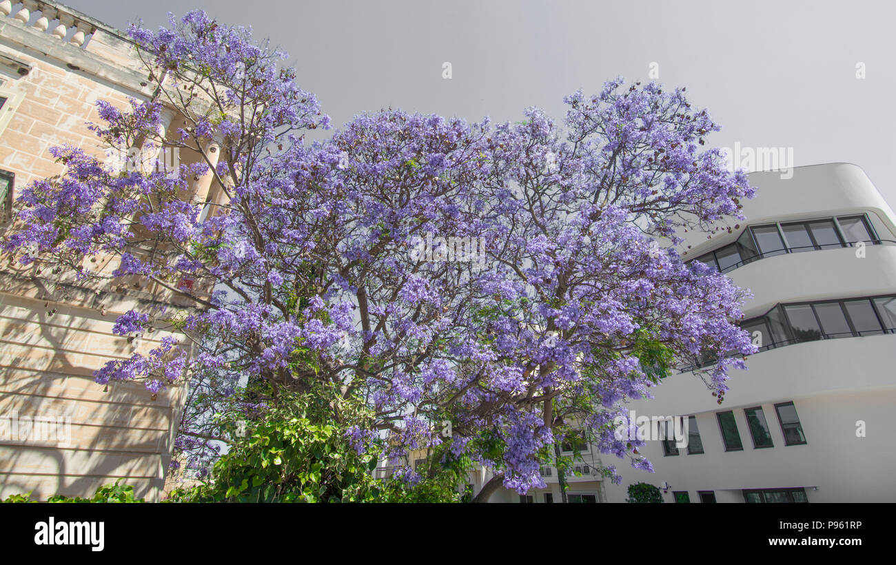 Jacaranda blue hi-res stock photography and images - Alamy