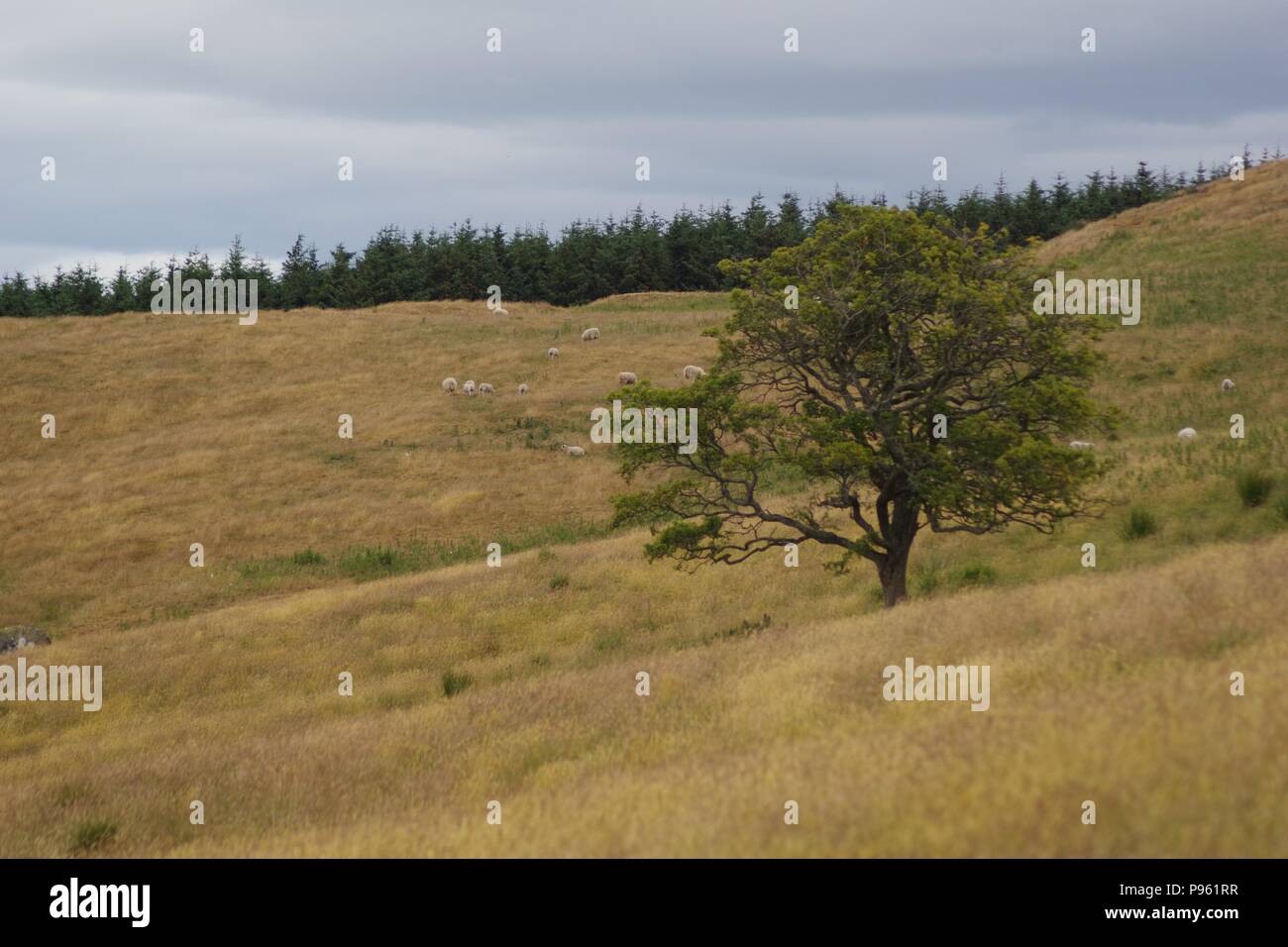 Lone Deciduous Tree Growing in a Sheep Pasture Field, by a Conifer ...