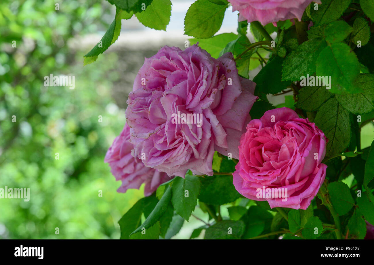 Roses blooming at spring garden in sunny day Stock Photo - Alamy
