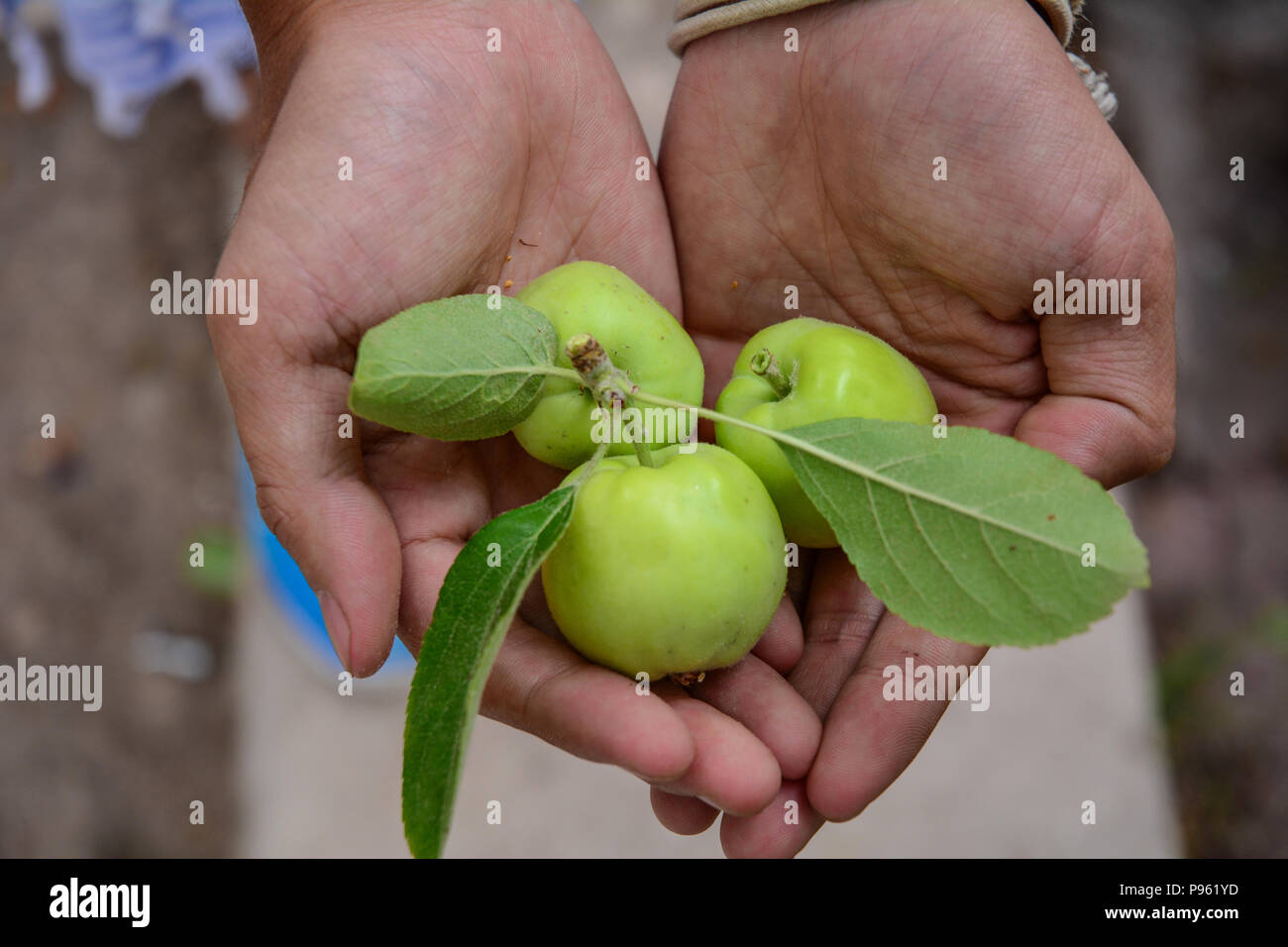 Green apple fruits on hands at spring garden in sunny day Stock Photo ...