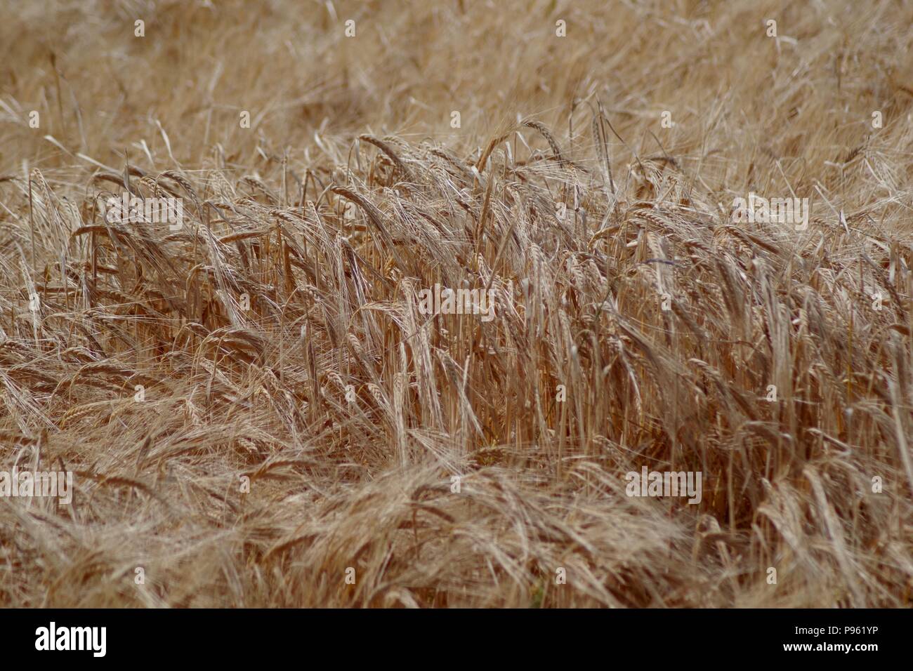 Ripe Golden Barley in an Arable Farm Field. Boarhills, Fife, Scotland ...