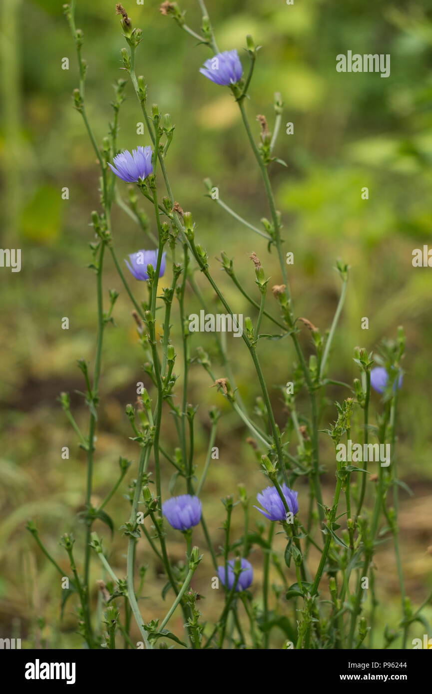 Flowers of blooming chicory. Root chicory is coffee substitute Stock ...