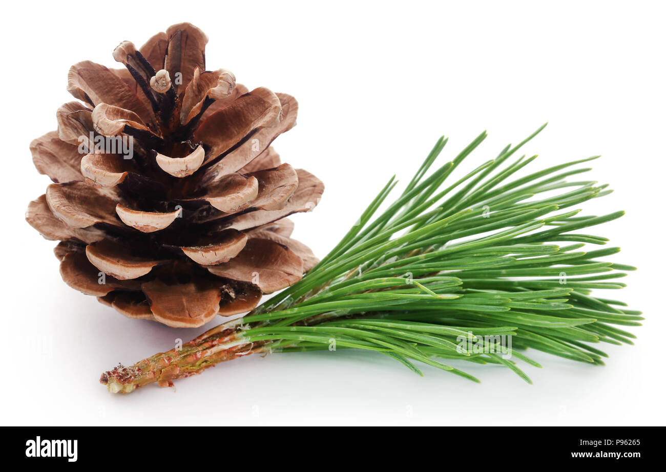 Pinecone with leaves hi-res stock photography and images - Alamy