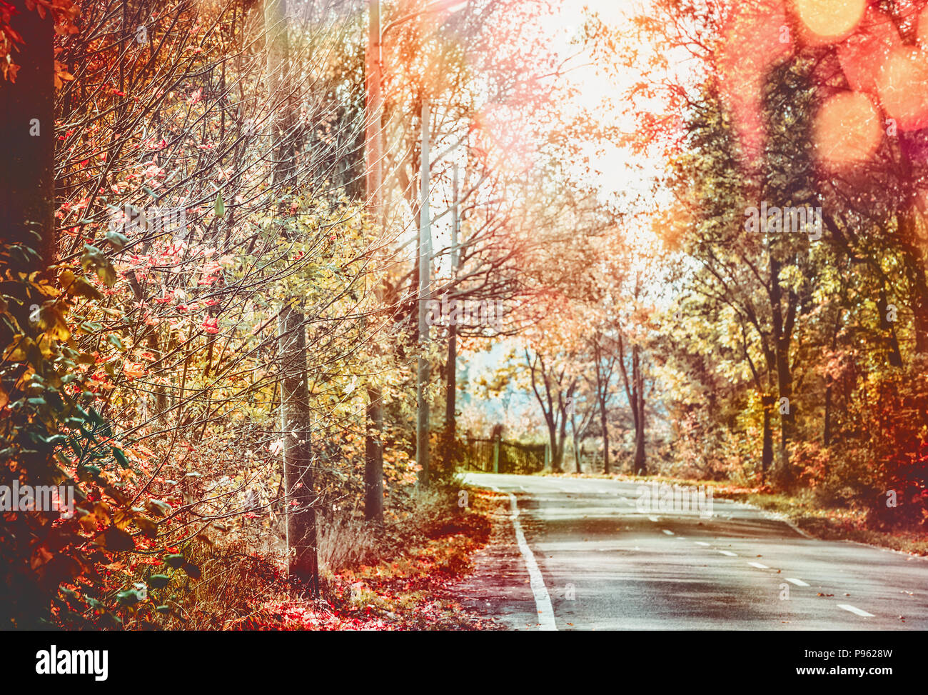 Beautiful sunny autumn road with red fall foliage trees . Travel ...