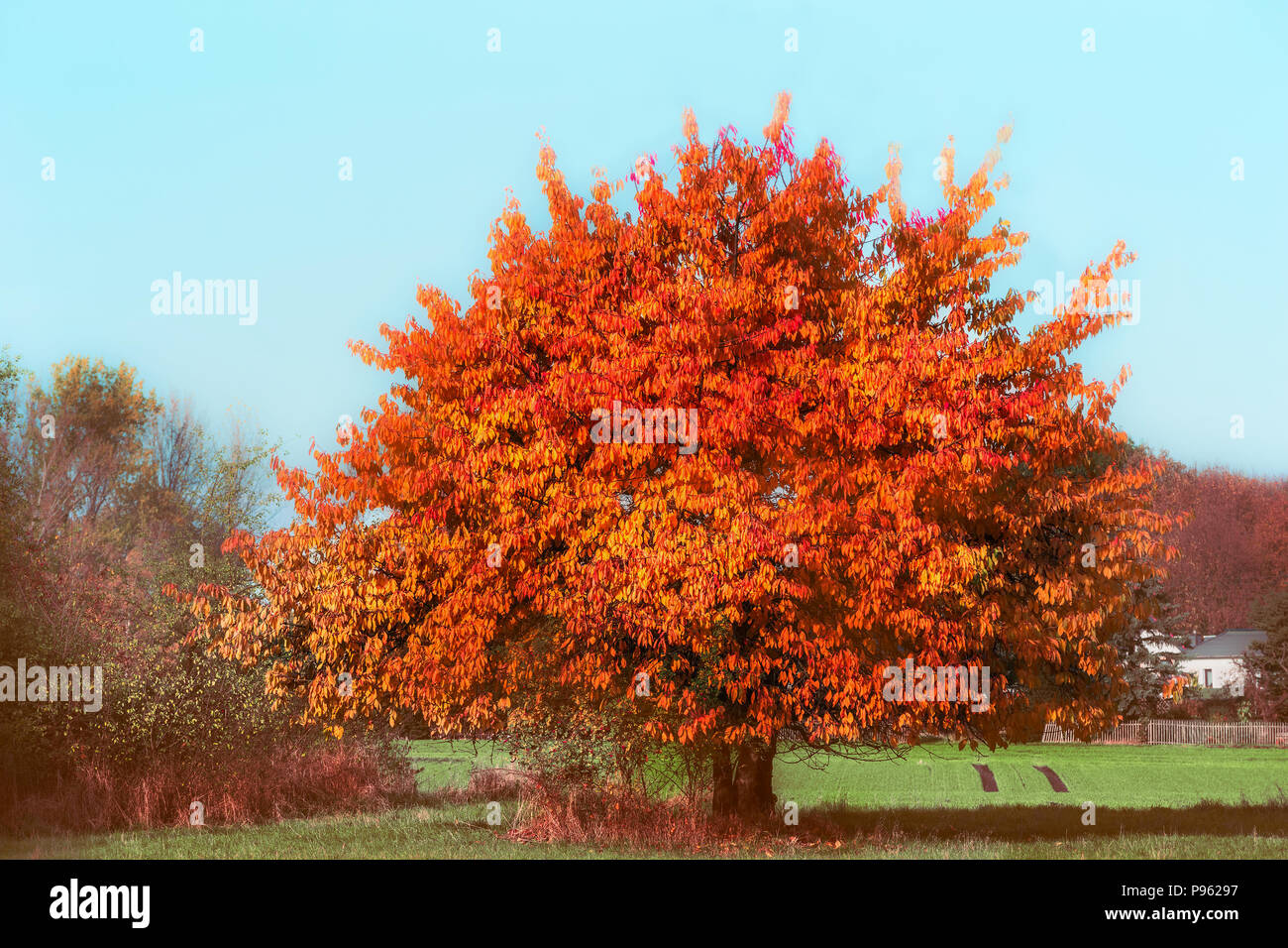 Beautiful gorgeous tree with red autumn foliage at sky and country ...